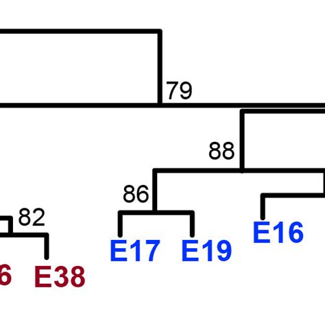 hierarchical cluster dendrogram representing binary distances between