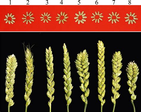 Spike And Grain Morphologies Of Wheat Ae Comosa Chromosome Lines Download Scientific Diagram