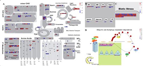 Mapman Pathway Distribution Of Differentially Expressed Transcripts Of