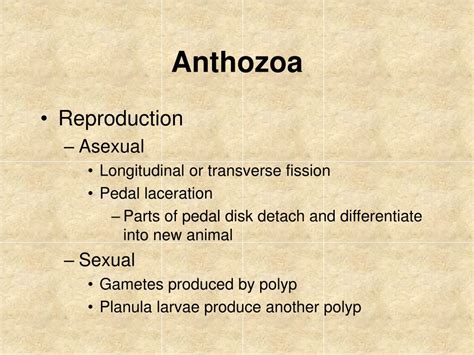 Ppt Anthozoa Corals And Anemones Powerpoint Presentation Free Download Id 4733435
