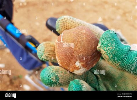 Fossilized Shell Of An Fossil Brachiopod In Hand Fossil Hunting