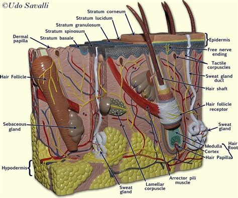 Integumentary System Model