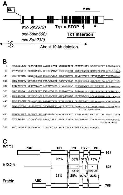 The Exc 5 Gene And Protein A The Exonintron Structure Of Exc 5
