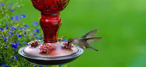 Where Should You Hang Your Hummingbird Feeder 12 Tips Bird Watching HQ
