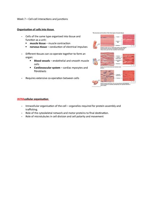 CELL CELL Interactions AND Junctions Week Cell Cell Interactions And Junctions