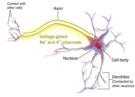 the neuronal membrane is selectively permeable introduction to
