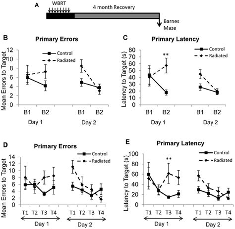 Working Memory Deficits Are Evident In Radiated Mice 4 Months