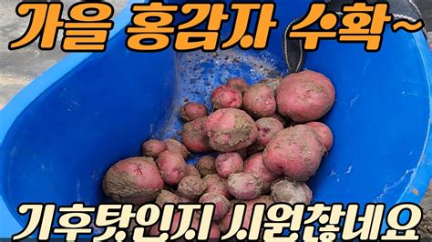 240 가을 홍감자 수확~ Youtube