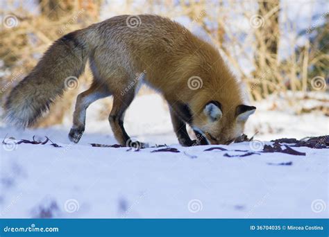 Red Fox Hunting Hunting Mices Stock Image Image Of Snow Canada 36704035