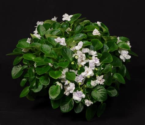 Saintpaulia ‘pixie Show Off Gesneriad Reference Web