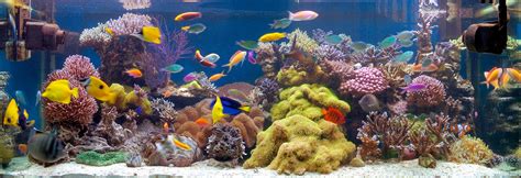 File:Reef Aquarium.jpg - Wikimedia Commons