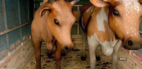 Seizer Movie Photos Seizer Movie Stills Seizer Kannada Movie Photo