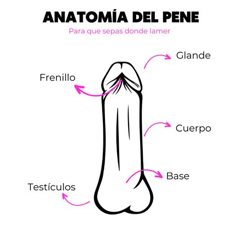 GUÍA PARA HACERLE SEXO ORAL A UN PENE vibralab co
