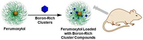 Ex Vivo And In Vivo Evaluation Of Dodecaborate Based Clusters Encapsulated In Ferumoxytol