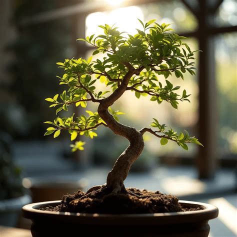 Bonsai Tree Bonsai Characteristics Requirements Care Propagation Pests And Diseases