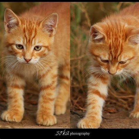 Stream Mii Mayosha Music Listen To Songs Albums Playlists For Free On Soundcloud