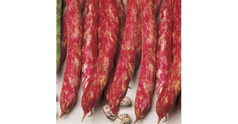 Berra Barbunya Tohumu