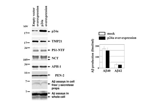 Lysate PS1 IP NCT IP APH 1 IP PEN 2 IP N R Sera IP TMP Ppt Download