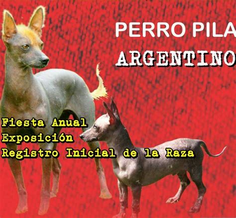 El 11 De Noviembre Se Realiza La Fiesta Anual Exposición Y Registro Inicial De Perro Pila