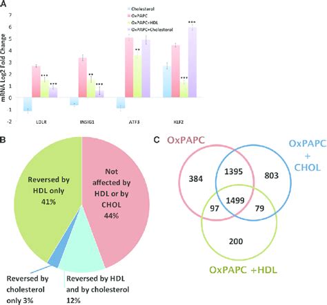 Cholesterol Loading Mimics Some Aspects Of The HDL Response To Download Scientific Diagram