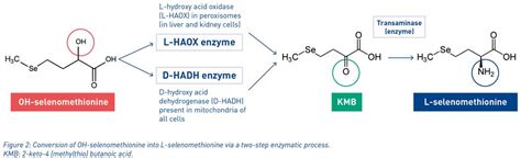 L Selenomethionine And Oh Selenomethionine Both Organic But Orffa