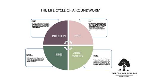 The Life Cycle Of A Roundworm Step One