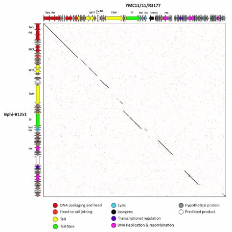alignment algorithms bioinformaticamente