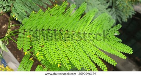 9 Resultados De Imágenes Fotos De Stock E Ilustraciones Libres De