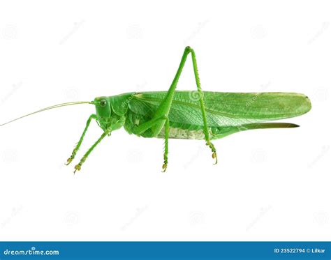 Green Grasshopper