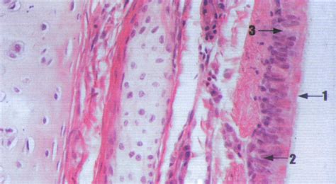 图91 气管高倍 组织学实验