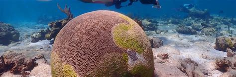 Noaa Plan For Stony Coral Tissue Loss Disease Sea Technology Magazine