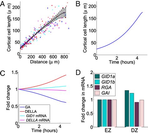 The Elongation Zone Ez Dynamics In Arabidopsis Plant Roots A Download Scientific Diagram