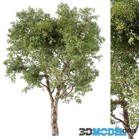 3d Model Broadleaf Tree Set 217