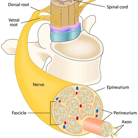 Modified Mallet Classification Adapted From Abzug Et Al 2010 Download Scientific Diagram