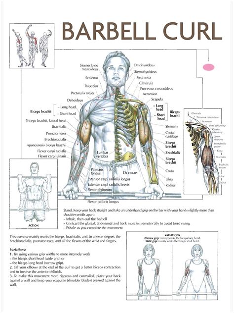 Bicep Curl Diagram