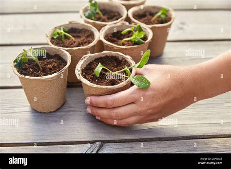 Hand And Seedlings In Starter Pots With Soil Stock Photo Alamy