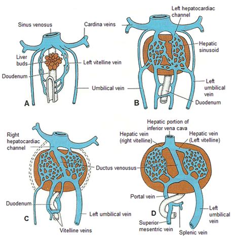 Venous System Development Of Human Cardiovascular System
