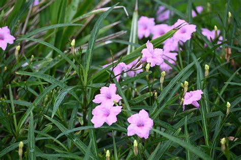 Destin Florida Beach Free Photo On Pixabay Pixabay