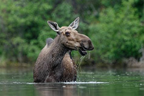 Moose Eat Grass