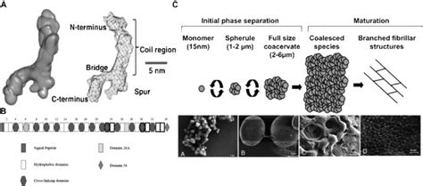 Tropoelastin Structure And Assembly A Tropoelastin Molecular