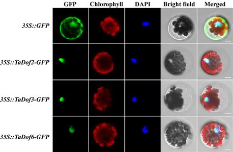 Subcellular Localization Of Wheat Tadof2 Tadof3 And Tadof6 The