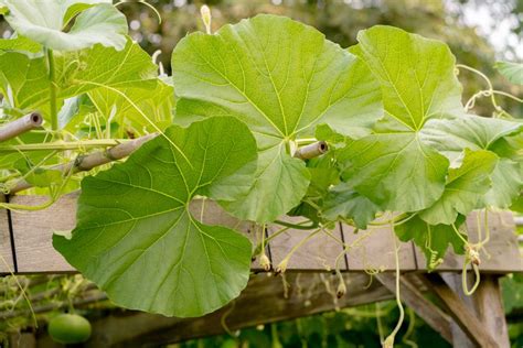 How To Grow And Care For Cucuzza Squash