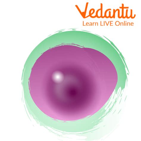 What Does The Nucleus Do Function Facts And Examples Explained