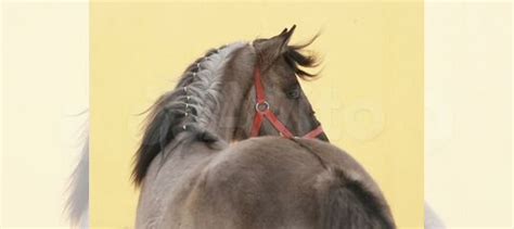 Кобыла вятской породы купить в Коломне Животные и зоотовары Авито