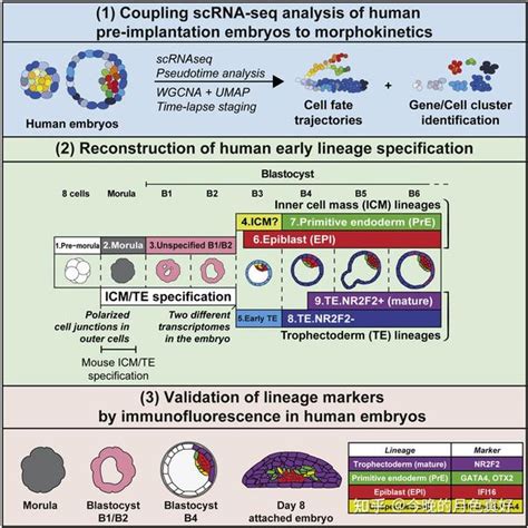 单细胞文章打卡102 Pseudotime And Lineage 知乎