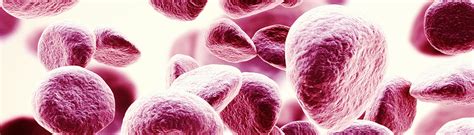 Counting Cells By Manual And Automated Methods Biocompare The Buyer