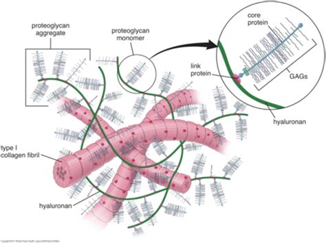 Ecm Flashcards Quizlet
