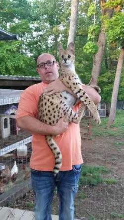 African Serval Kittens For Sale