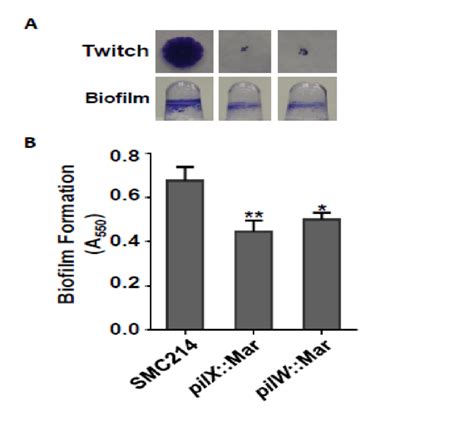 Identification Of Biofilm Deficient Mutants In The Clinical Strain Download Scientific Diagram