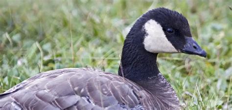 Cackling Spiritual Meaning Symbolism And Totem Explained 2025